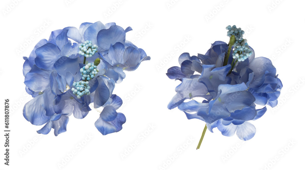 Blue purple Hepatica nobilis Flower is work life. Blue Hepatica nobills ...