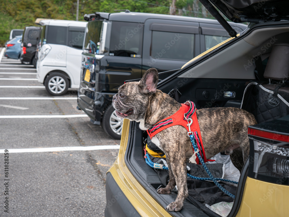 Side view of French bulldog in SUV cargo at parking lot. Stock 写真 ...