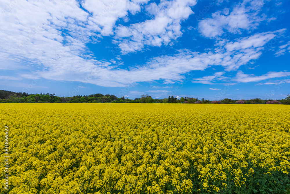 Amazing scene of rape blossoms fields. At the beginning of May, rape ...
