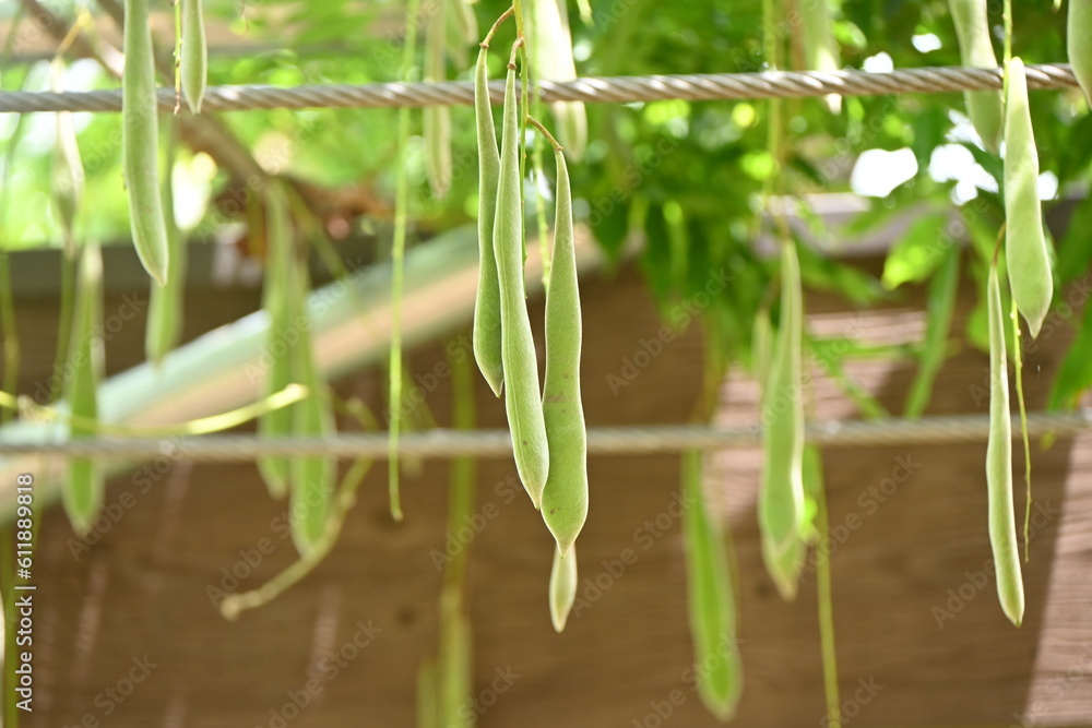 Wisteria trellis wisteria beans. Seasonal background material. Stock ...