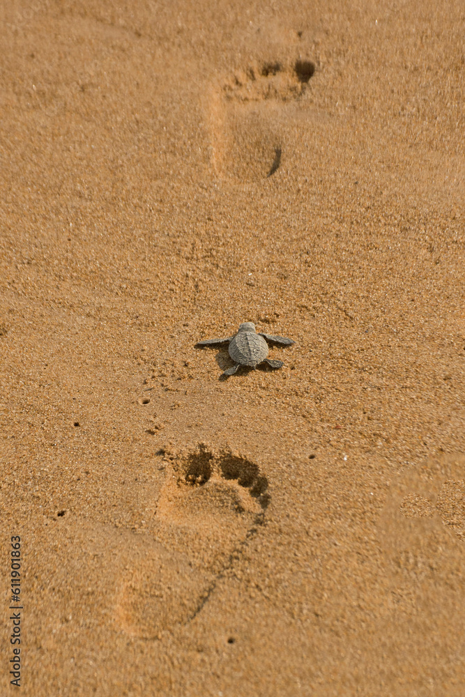Olive ridley sea turtle, Lepidochelys olivacea, crawling near human ...