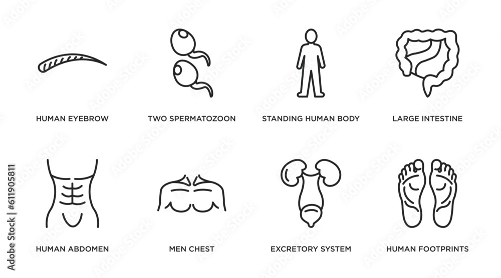 human body parts outline icons set. thin line icons such as human ...