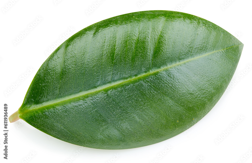 Mango leaves isolated Stock Photo | Adobe Stock