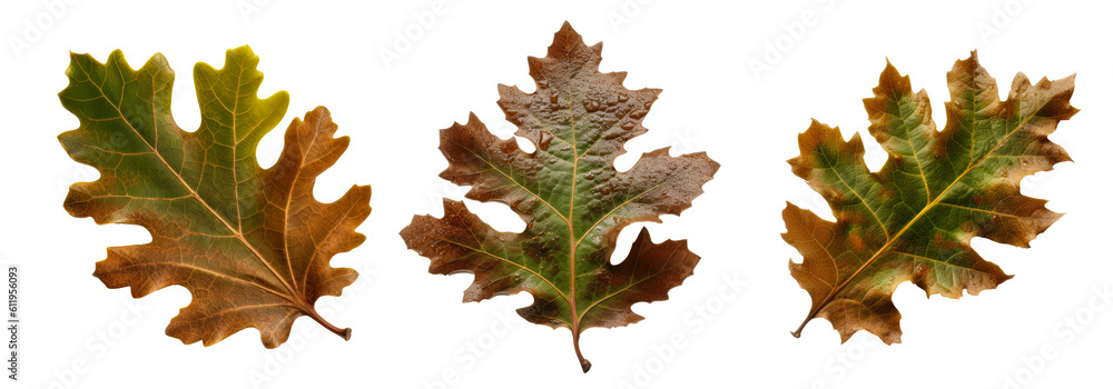 Collection of pin oak leaf cutout isolated on transparent background ...