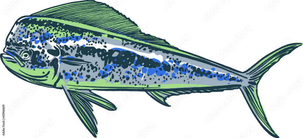 vector illustration sketch of the sea Mahi Mahi fish Stock Vector ...