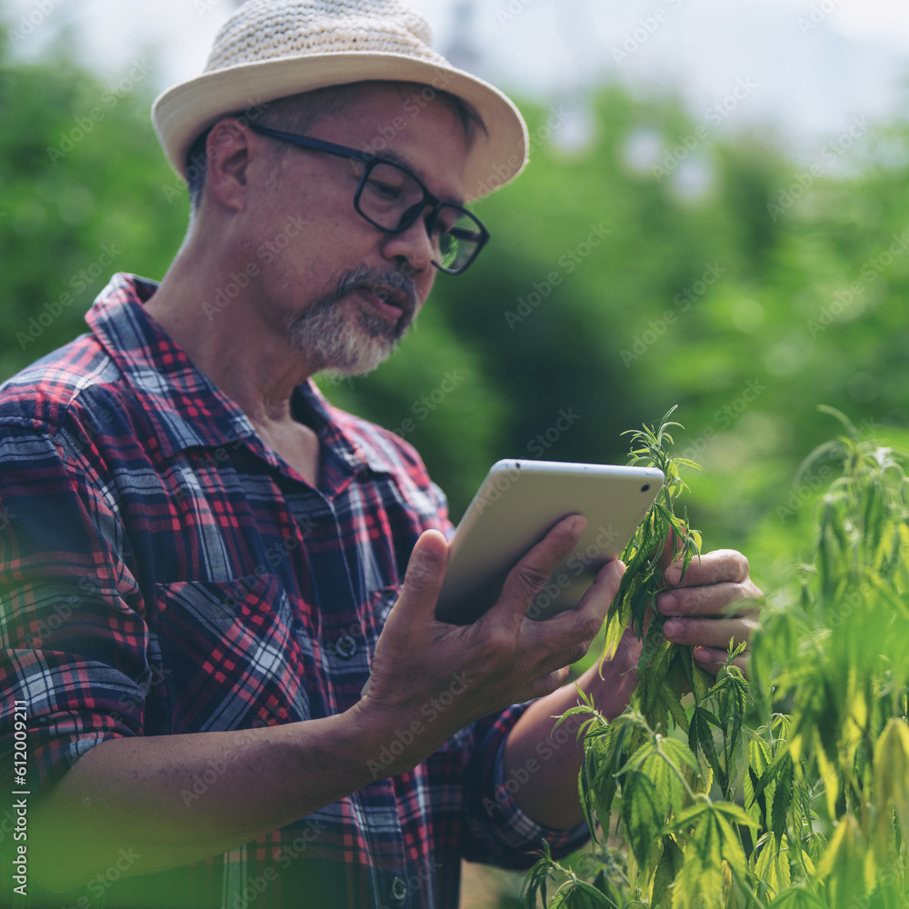 Farmers inspect cannabis plants for fungal diseases. Indoor cannabis ...