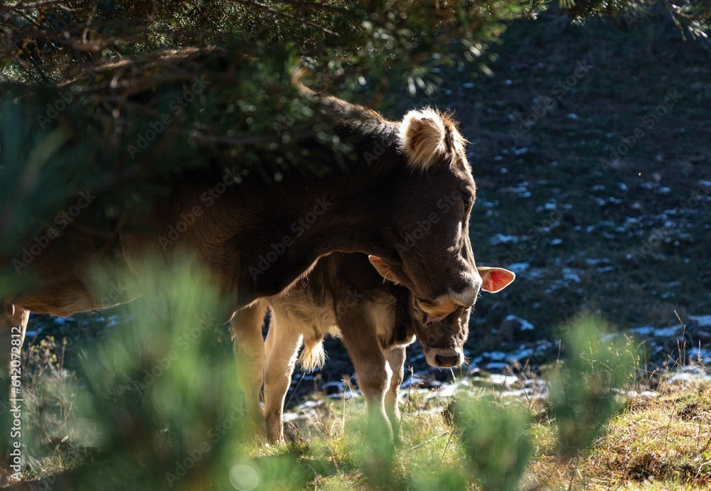 Vaca con su cria en el Pirineo de huesca Stock Photo | Adobe Stock