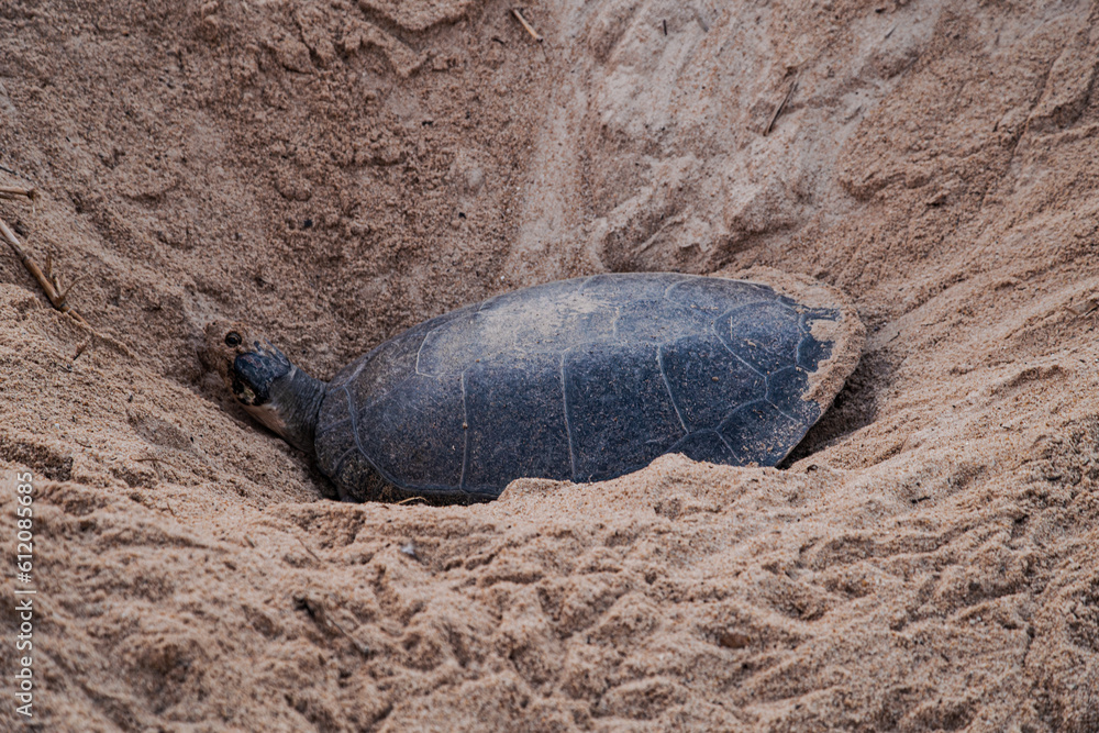 The Arrau turtle (Podocnemis expansa), also known as the giant South ...