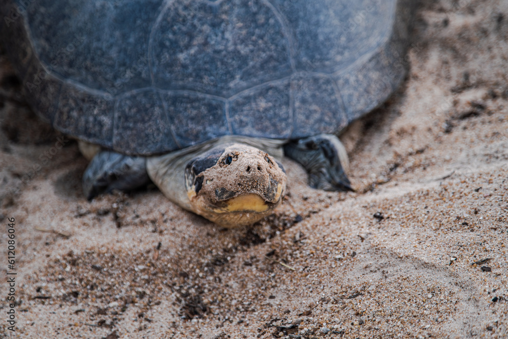 The Arrau turtle (Podocnemis expansa), also known as the giant South ...
