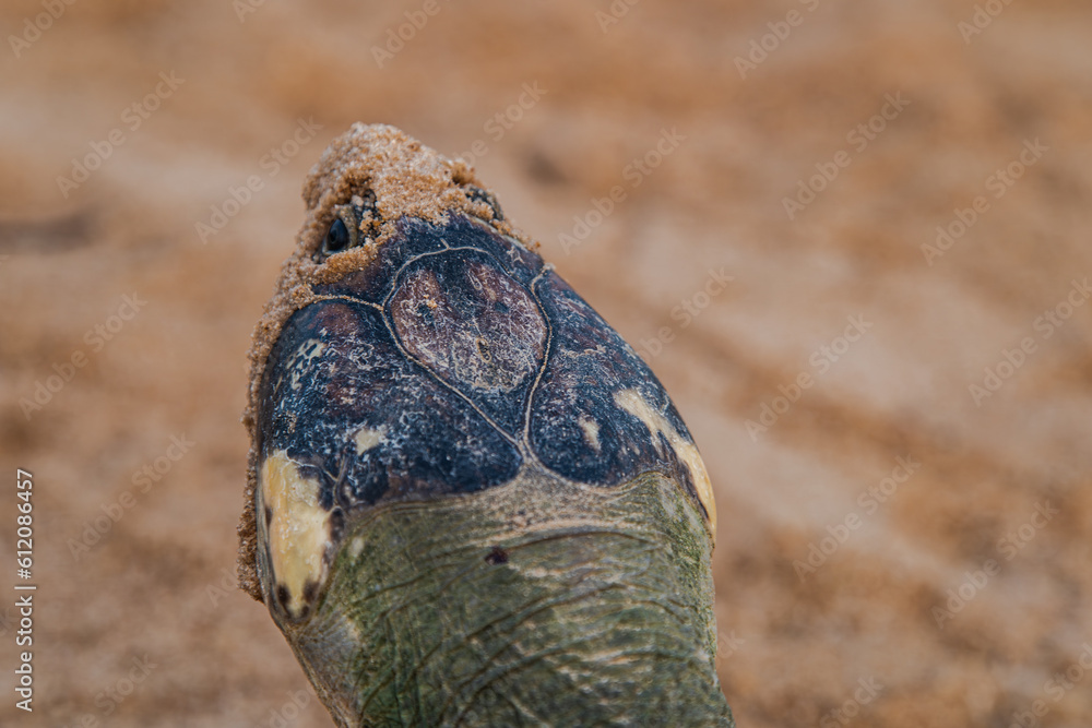 The Arrau turtle (Podocnemis expansa), also known as the giant South ...