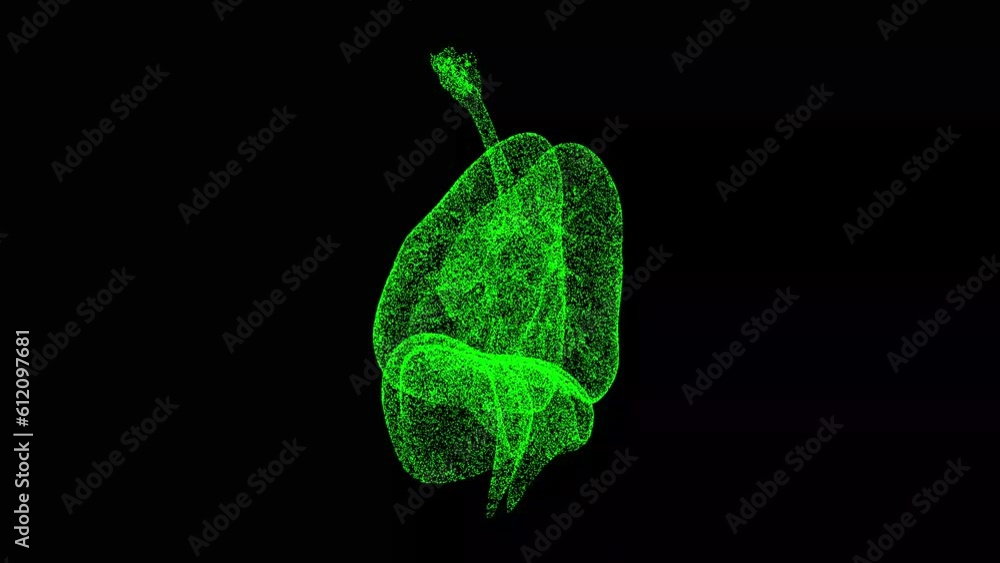 3D human lungs rotates on black bg. Respiratory system human body ...