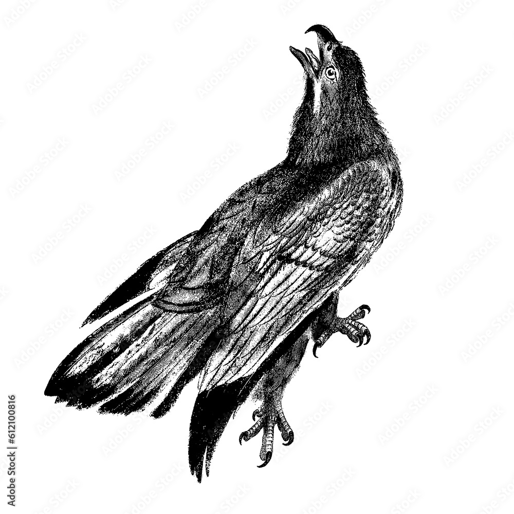 Eagle scientific illustration bitmap monochromatic detailed vintage ...