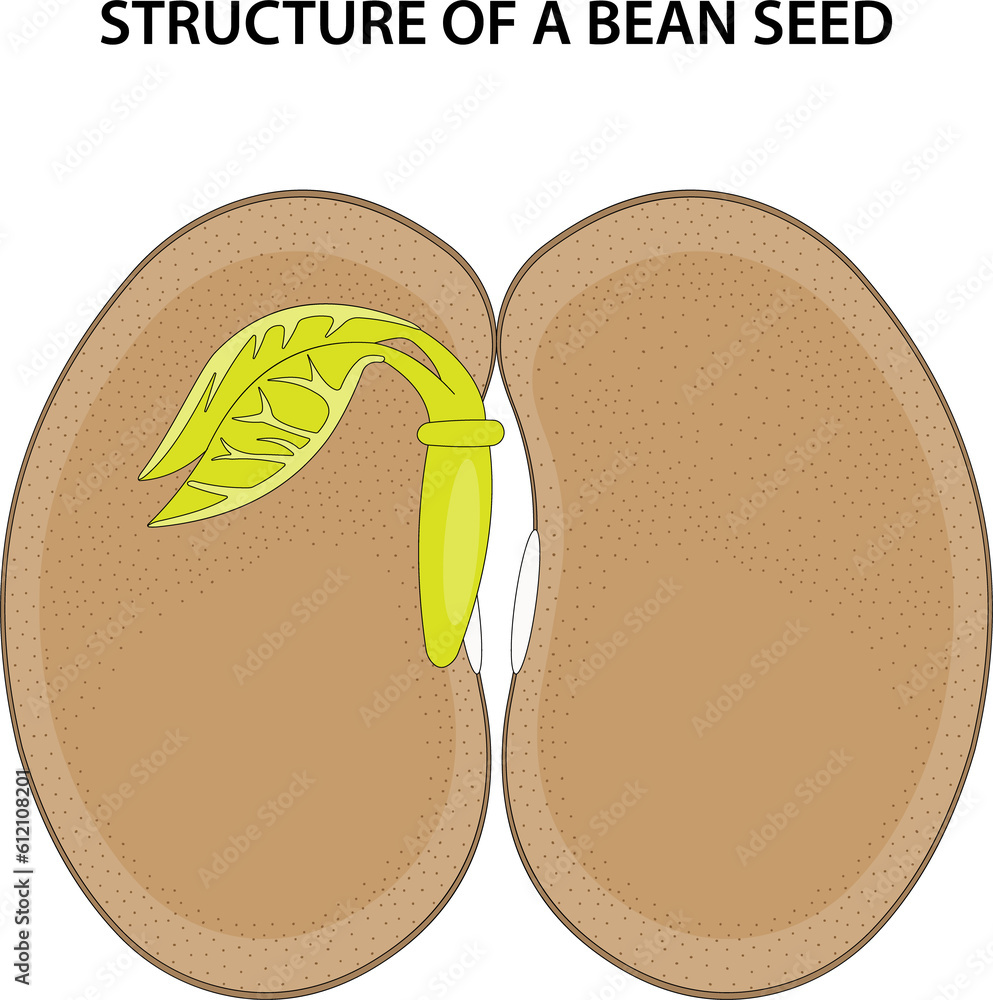 Structure of a Bean Seed. Diagram unlabelled. Stock Illustration ...