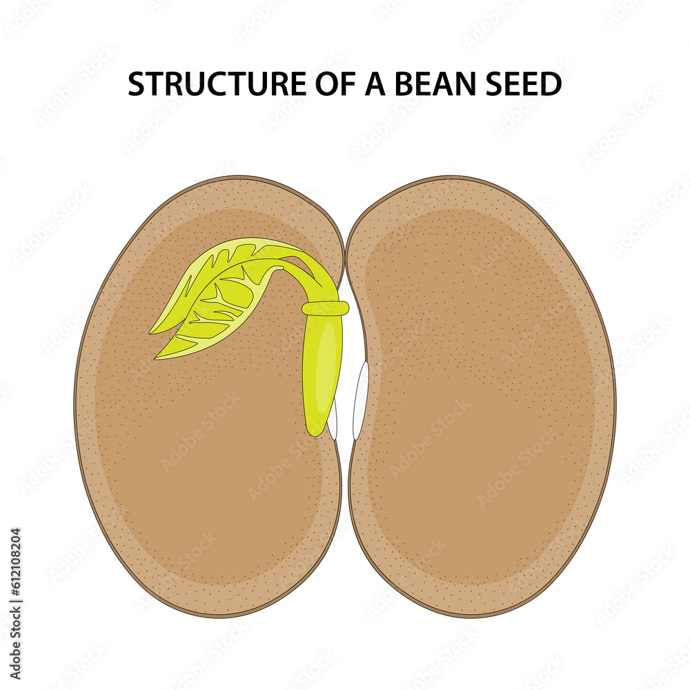 Structure of a Bean Seed. Diagram unlabelled. Stock Illustration ...