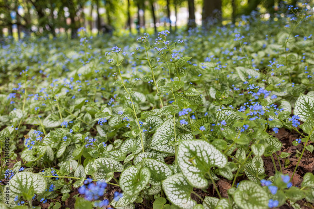 Brunnera macrophylla, the Siberian bugloss, great forget-me-not ...