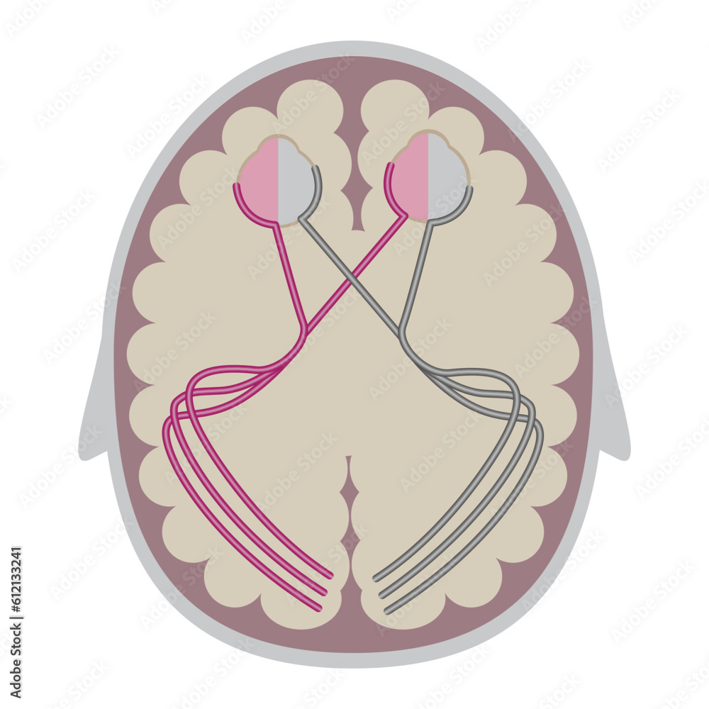 Visual system, path. Infographic with a diagram of how the brain ...