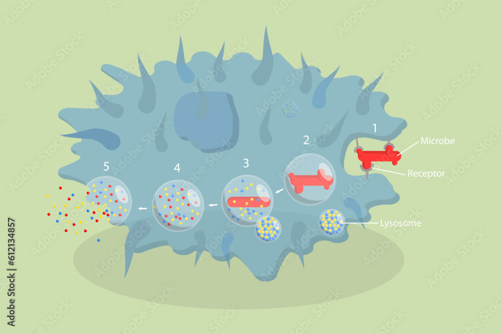 3D Isometric Flat Vector Conceptual Illustration of Phagocytosis ...