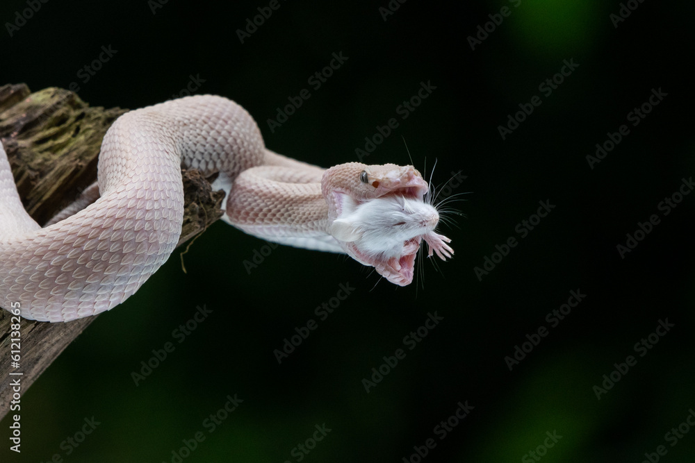 Pink mangrove pit viper Trimeresurus purpureomaculatus eats a white ...