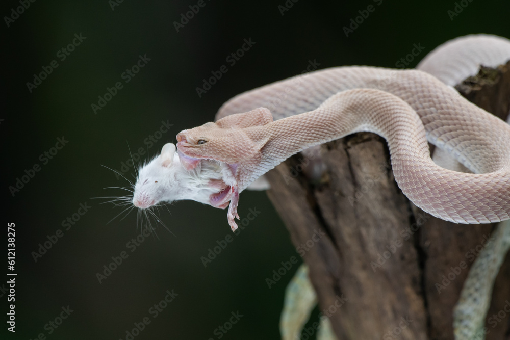 Pink mangrove pit viper Trimeresurus purpureomaculatus eats a white ...