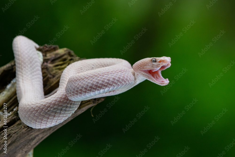 Angry Pink mangrove pit viper Trimeresurus purpureomaculatus open its ...