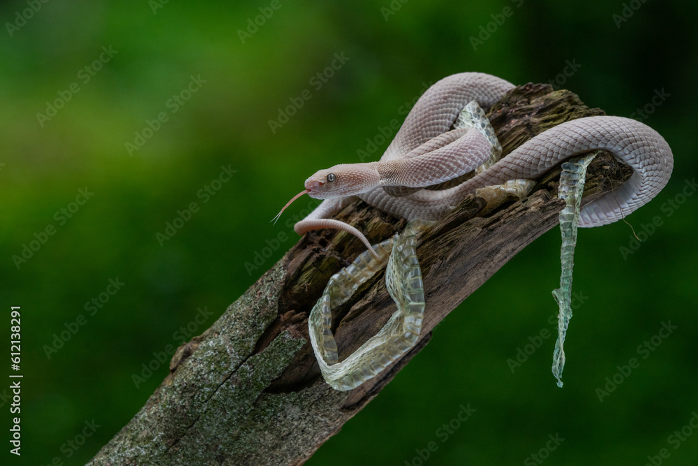 Pink mangrove pit viper Trimeresurus purpureomaculatus eats a white ...