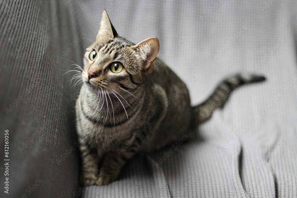 lindo gato domestico de estimação, jovem, com pelagem tabby, em tons de ...