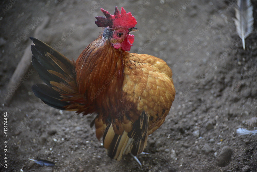 Bantam Chicken or Ayam kate in Indonesia is a type of chicken that is ...