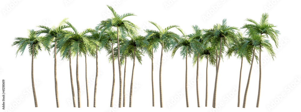 isolated cutout of group coconut tree, best use for landscape design ...