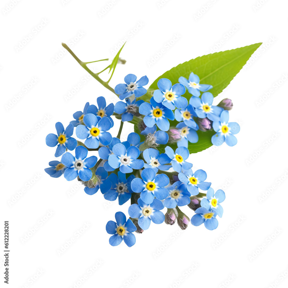 front view of light blue Forget me not flower isolated on a transparent ...