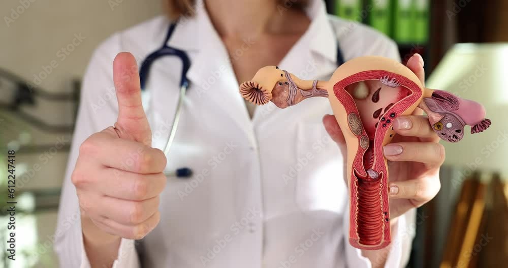 Gynecologist with anatomical model of female genital organ shows thumbs ...