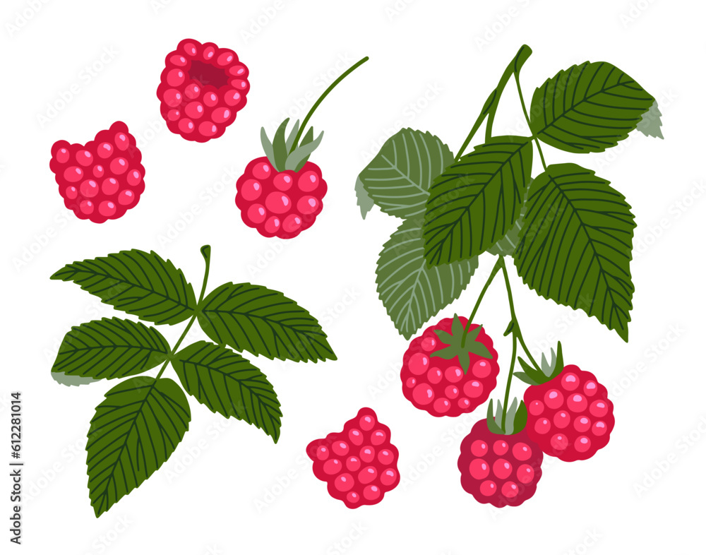 Raspberry vector set. Sweet red forest berries and branches with leaves ...