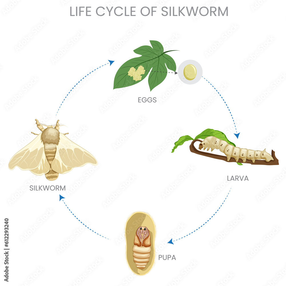 Silkworm life cycle, Egg, larva, pupa, adult. silk production plays a ...