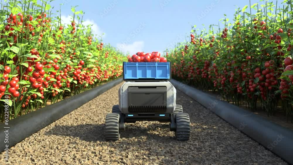 Agricultural robots work in smart farms, AGV robot transport tomatoes ...