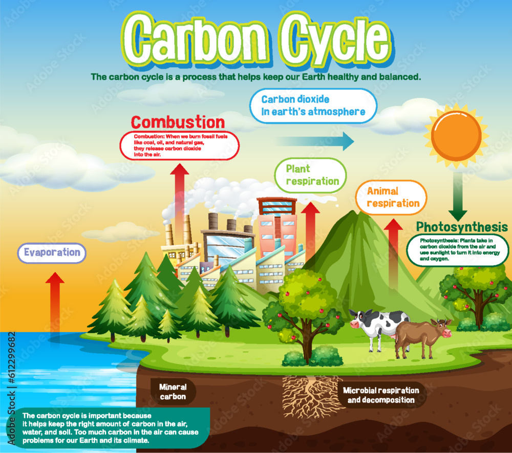 Carbon Cycle Diagram for Science Education Stock Vector | Adobe Stock
