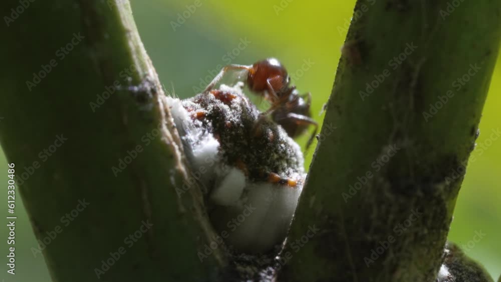 Ants breed mealybug. Tiny red-headed ants coexist on a plant with the ...