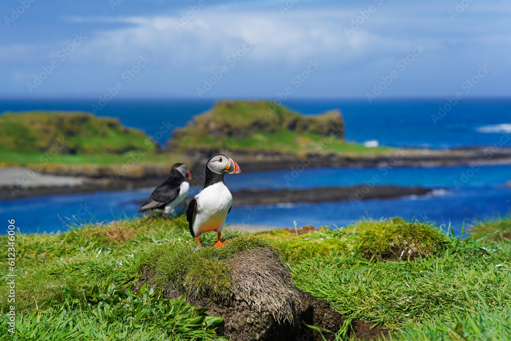 Atlantic puffin on the isle of Lunga in Scotland. The puffins breed on ...