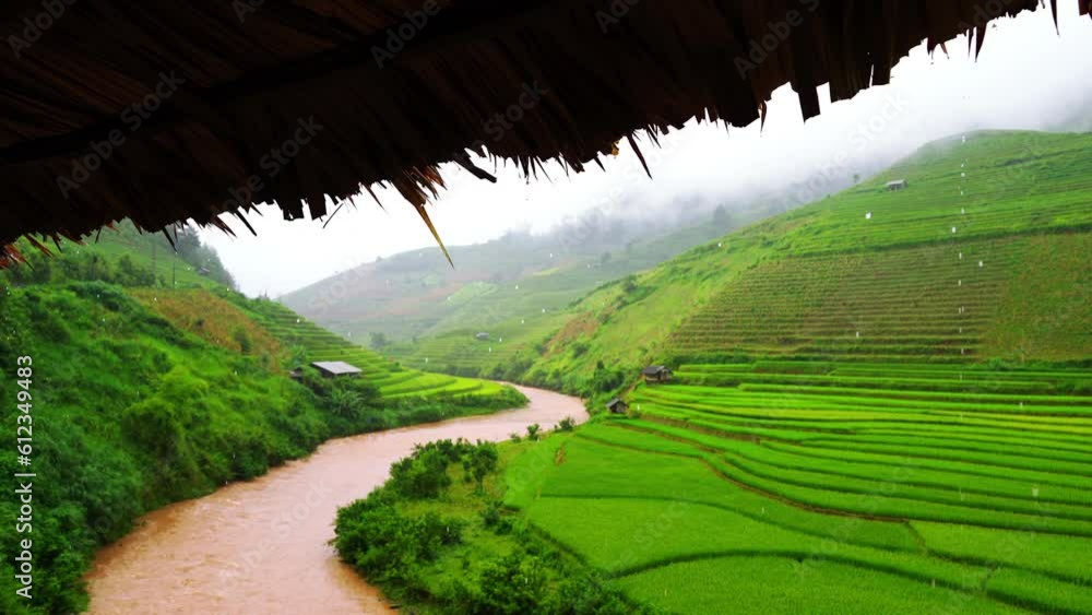 Rain drops falling from a grassy roof. Tropical rain in rice field ...