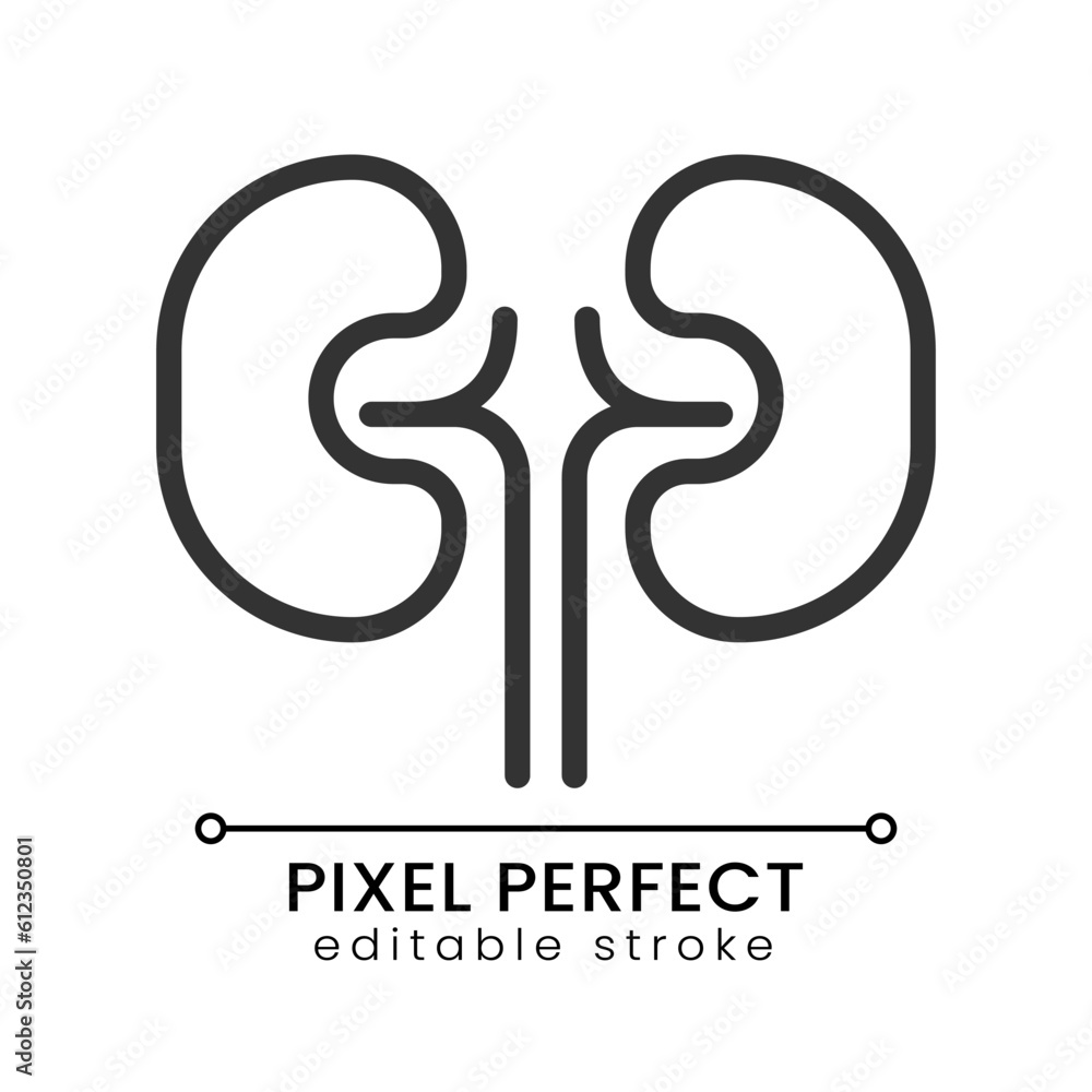Kidneys pixel perfect linear icon. Urinary system checkup. Organ ...