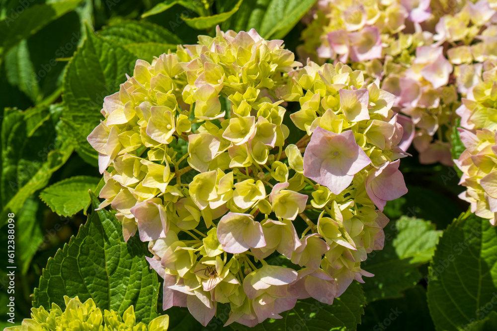 Pink Hydrangea macrophylla, commonly referred to as bigleaf hydrangea ...