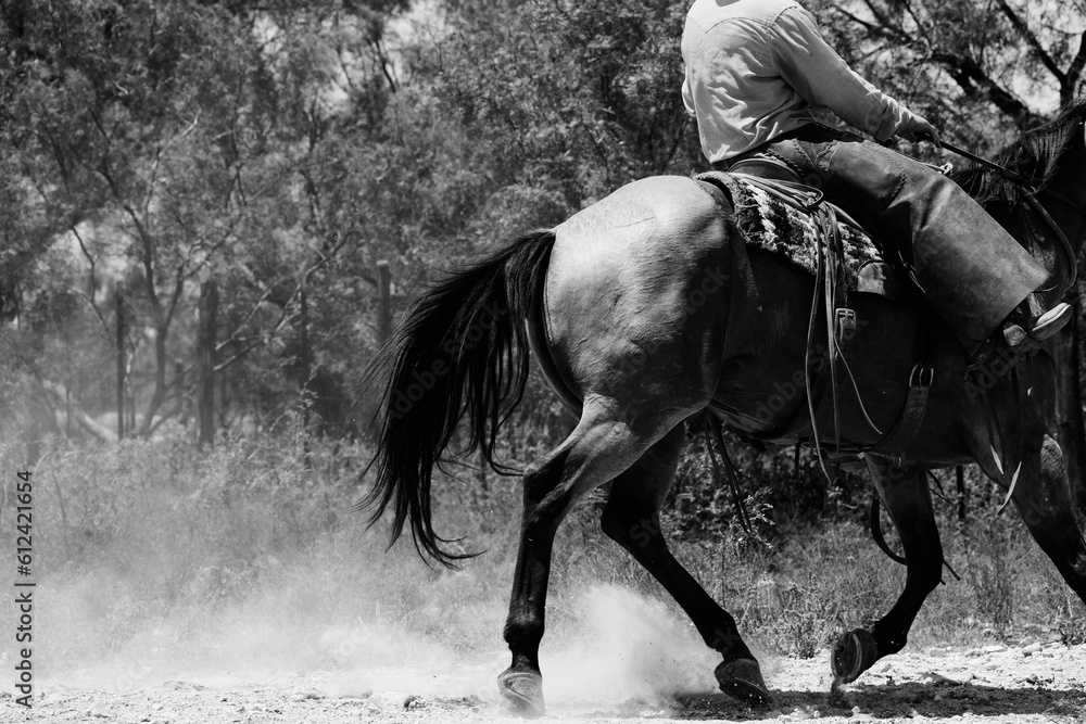 Cowboy riding dun horse in black and white during summer on western ...