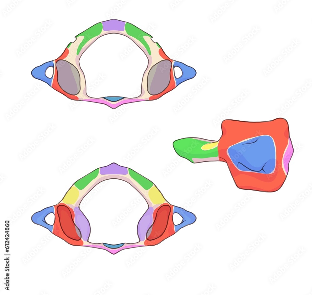 In anatomy, the atlas (C1) is the first cervical vertebra of the spine ...