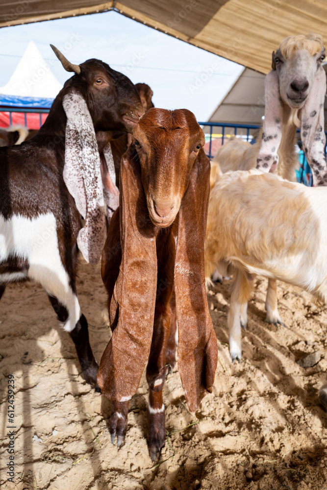 chèvre afghane aux longues oreilles dans une foire exposition agricole ...
