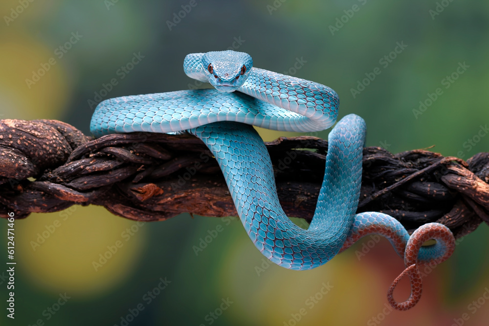 Lesser Sunda pit viper (Trimeresurus insularis) in black background ...
