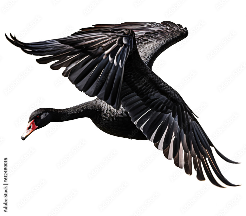 Flying black swan isolated on the transparent background PNG. Top view ...