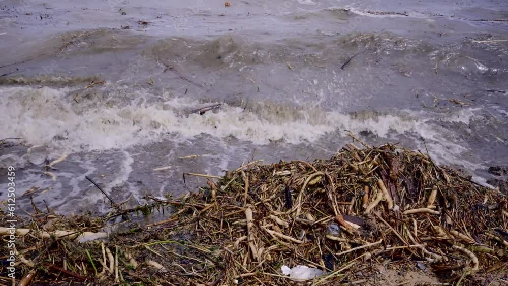 Floating debris has reached the Black Sea beaches in Odessa, Ukraine ...
