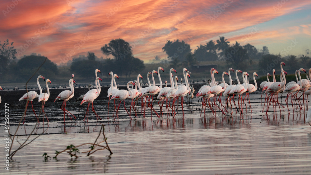 Beautiful flamingo near back water. wall mounting of flamingo bird ...