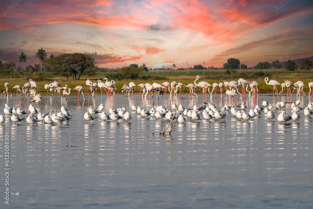 Beautiful flamingo near back water. wall mounting of flamingo bird ...