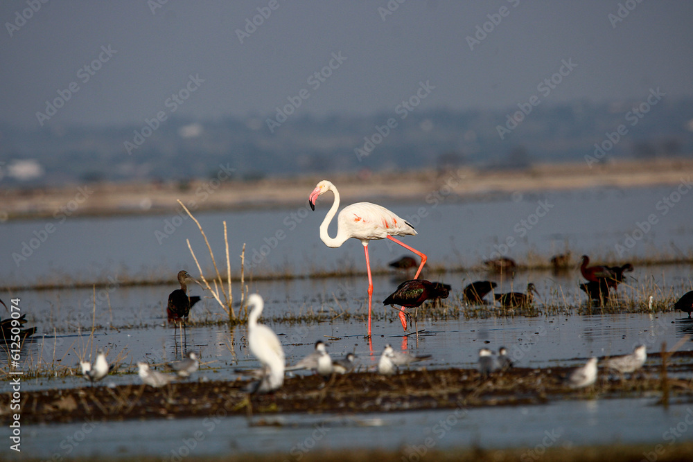 Beautiful flamingo near back water. wall mounting of flamingo bird ...