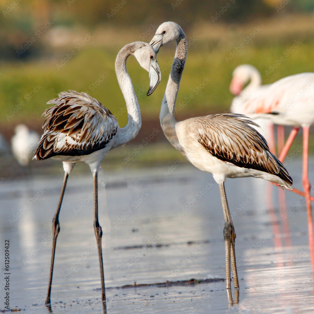 Beautiful flamingo near back water. wall mounting of flamingo bird ...
