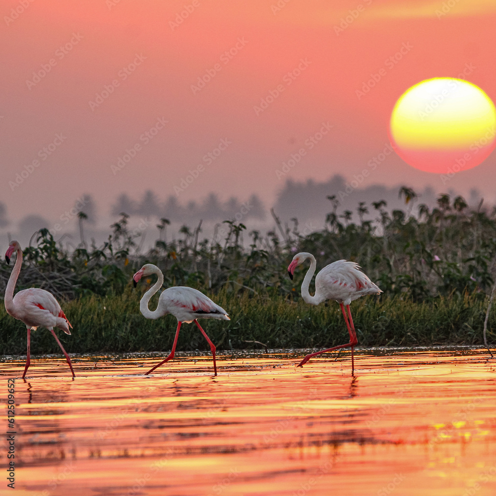 Beautiful flamingo near back water. wall mounting of flamingo bird ...